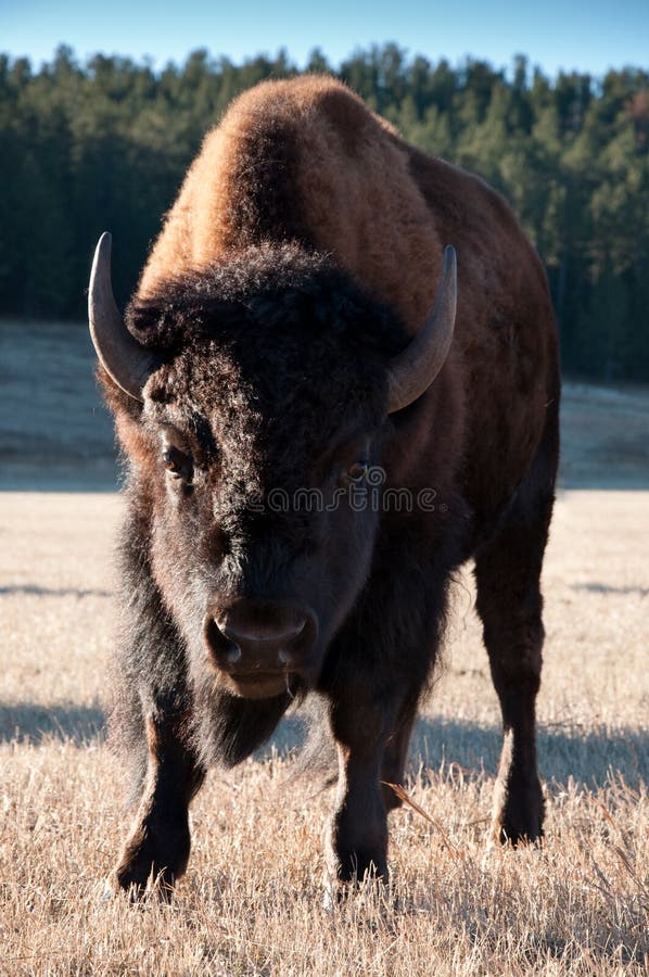 Wild bison stock image. Image of autumn, animal, bufalo - 23571057