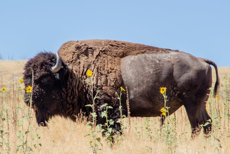 Wild Bison at Antelope Island State Park, Utah, USA Stock Photo - Image ...