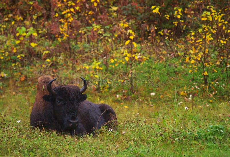 Wild bison resting stock photo. Image of bison, wild - 106867482