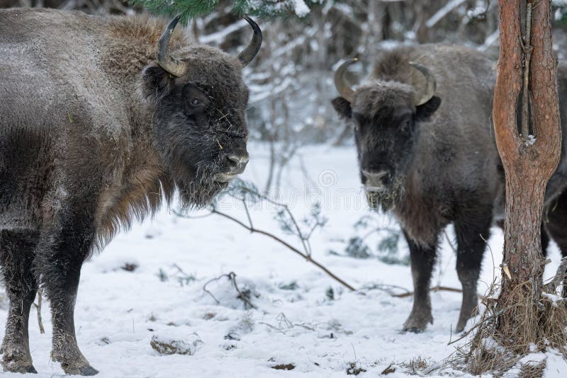 Wild Bison in a Forest Reserve Close-up in Winter. Stock Photo - Image ...