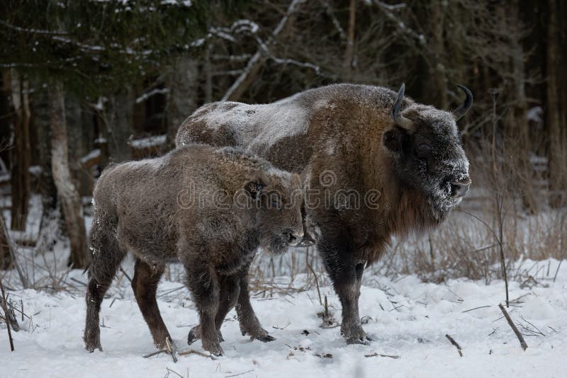 Wild Bison in a Forest Reserve Close-up with a Young Cub. Stock Image ...
