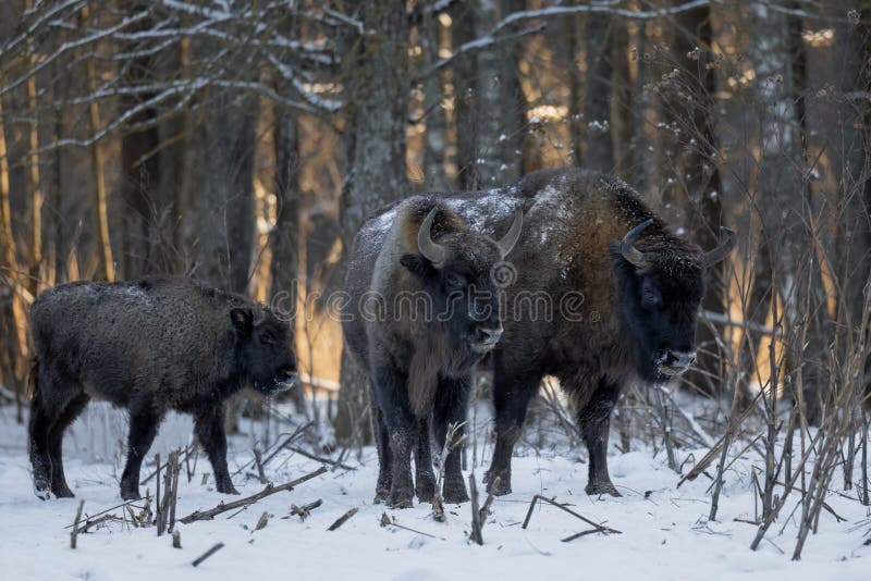 Wild Bison in a Forest Reserve Close-up with a Young Cub. Stock Photo ...