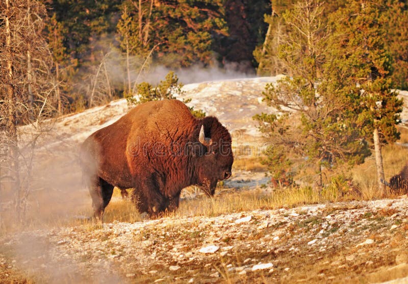 A Wild Bison Grazing at Hot Springs in Yellowstone Stock Image - Image ...