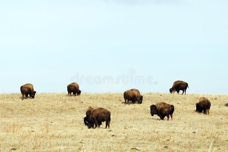 Wild bison herd stock image. Image of forests, flock, wander - 4857857