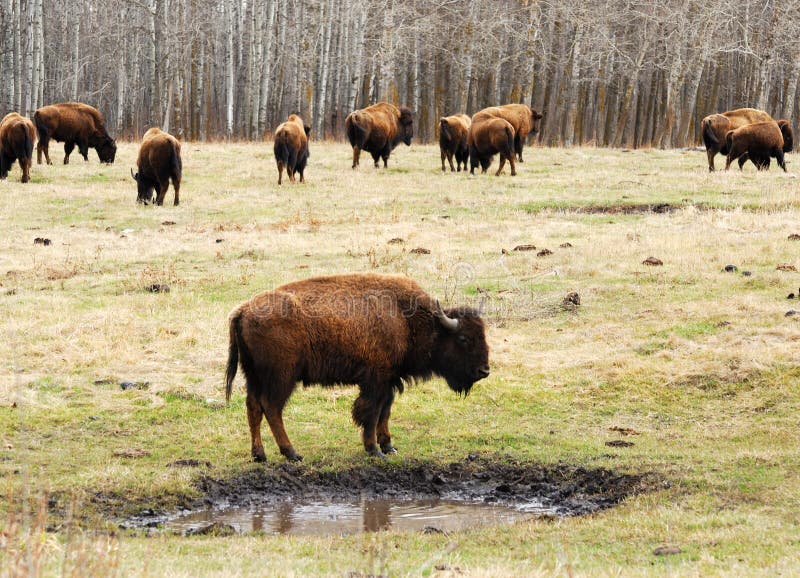 Bison herd stock image. Image of beasts, herd, bovinae - 12271101