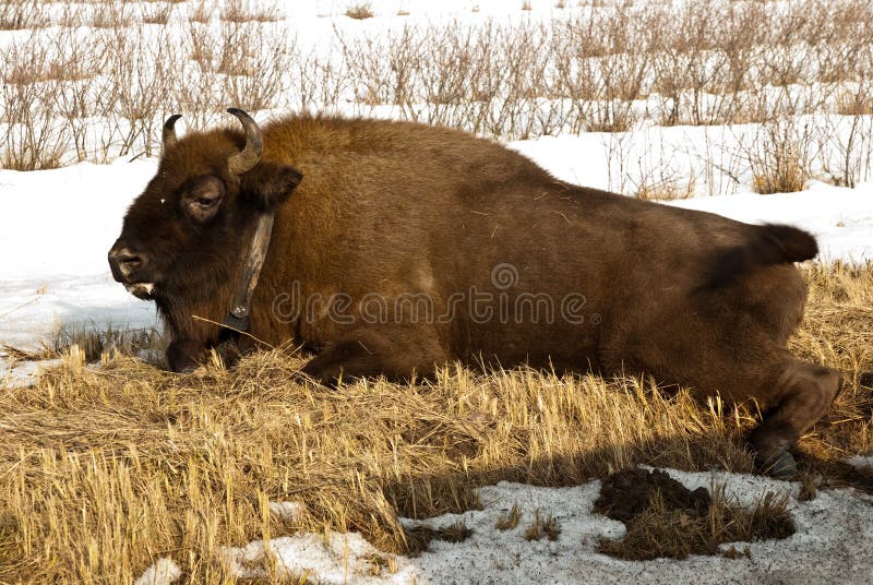 Wild Bison Knocked Over by Car Stock Photo - Image of animal, horn ...