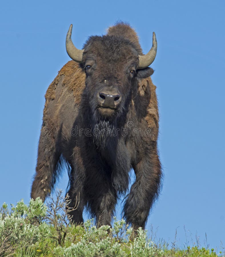 Head on American Bison stock photo. Image of wyoming, natural - 394250