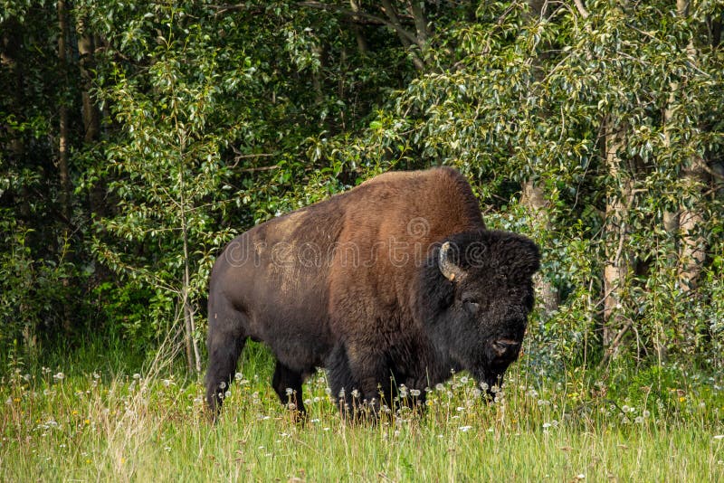 Wild Bison in the North of Canada Stock Photo - Image of outdoors ...