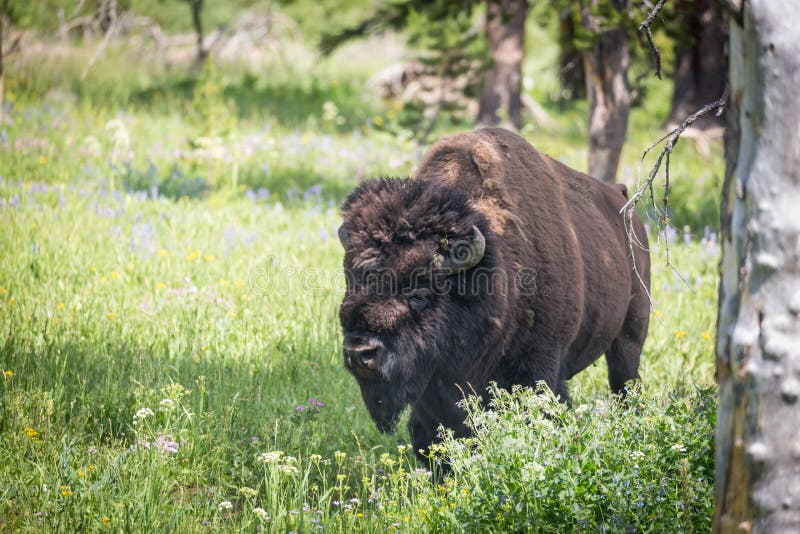 Wild Bison Roaming the Plains and Trees Stock Photo - Image of bison ...