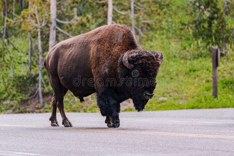 Wild Bison in Yellowstone National Park. Stock Photo - Image of ...