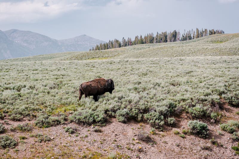 Wild Bison in Yellowstone National Park. Stock Photo - Image of grassy ...
