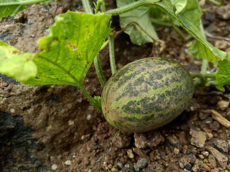 Wild Bitter Cucumber Growing on Vines Stock Photo - Image of ...