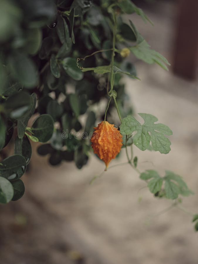 Wild Bitter Gourd, Bitter Cucumber,Bitter Gourd Stock Photo - Image of ...