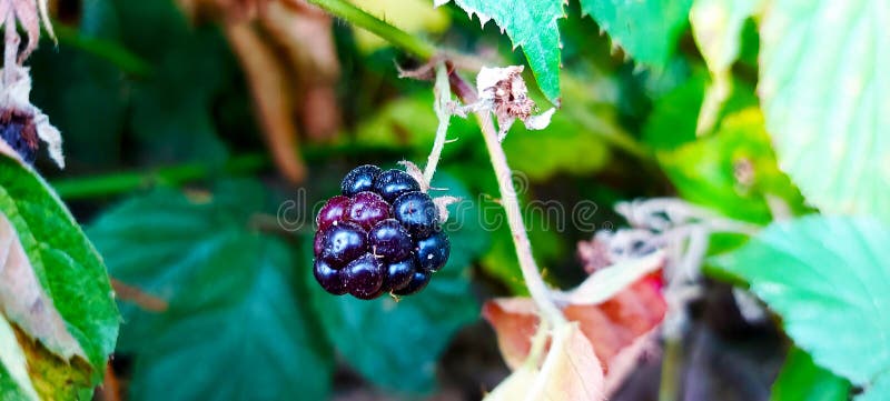 Wild Black berry fresh stock photo. Image of healthy - 232300248