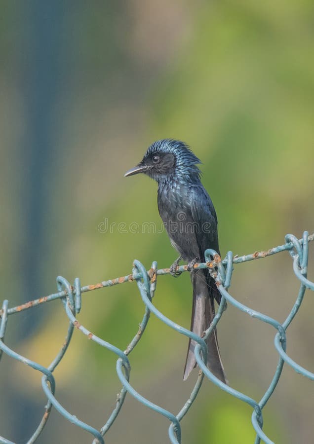 A Wild Black Bird on the Wire Fencing . Stock Photo - Image of fencing ...