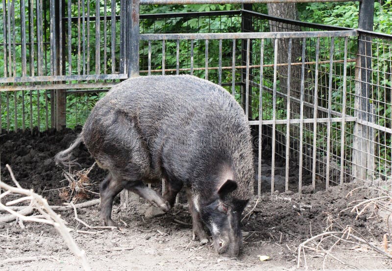 Wild Boars Zoo Enclosure Stock Photos - Free & Royalty-Free Stock ...