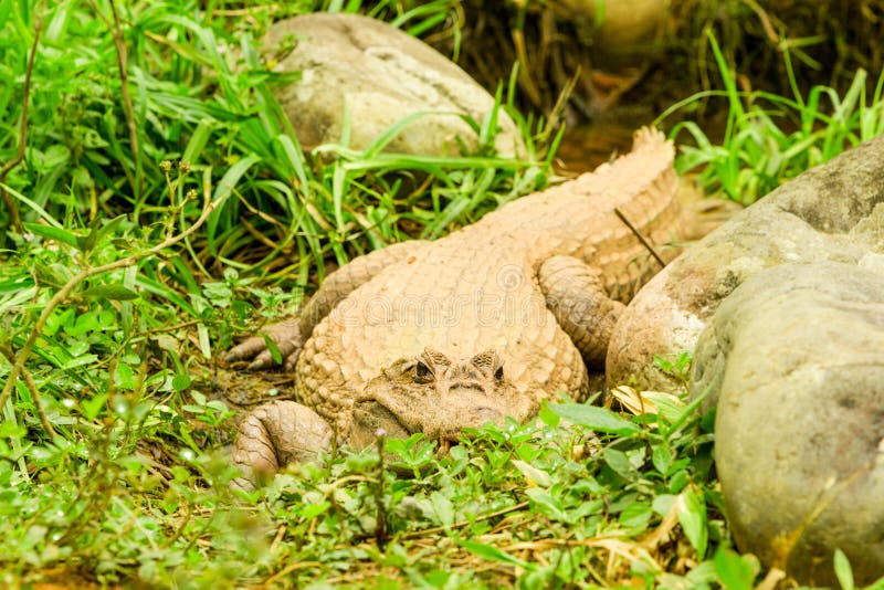 Wild Black Caiman in Amazon Basin Stock Image - Image of natural ...
