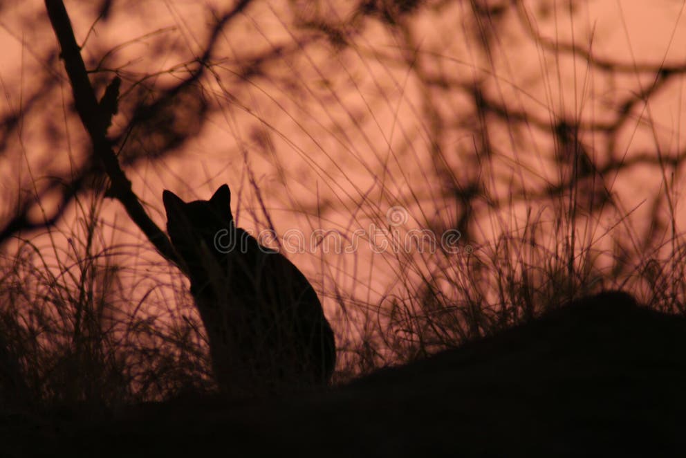 Wild black cat stock image. Image of game, south, night - 280499