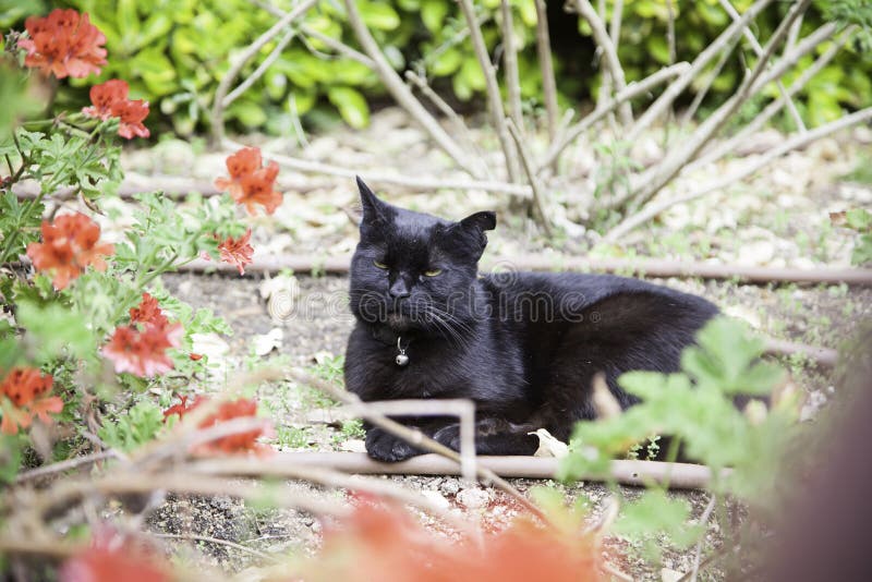 Wild black cat stock image. Image of kittens, organic - 51321961