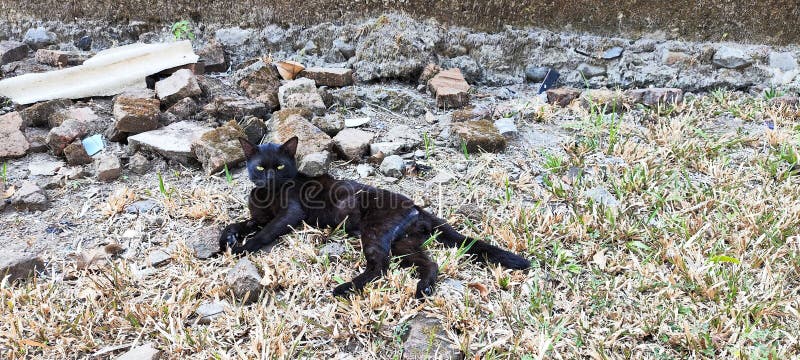 Wild Black Cat Lazing Around Stock Image - Image of arao, black: 289618249