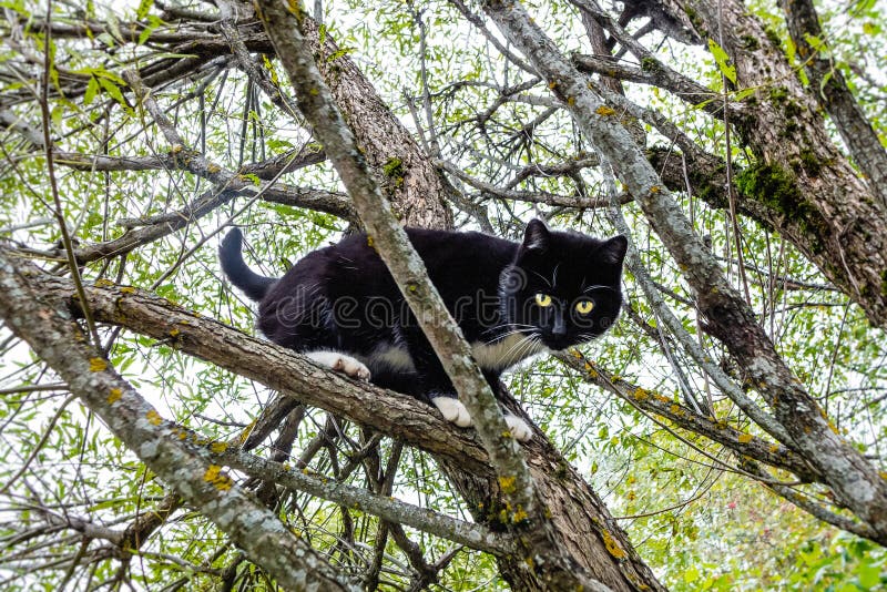 Wild Black Cat Sitting on Branches of Tree Stock Image - Image of ...