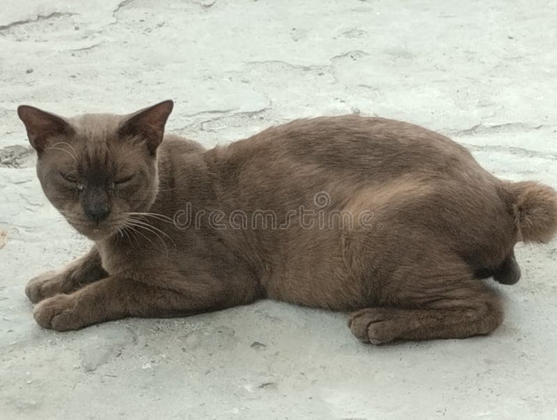 Wild Black Cat with a Strange Tail Stock Photo - Image of wild, tail ...