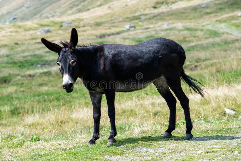 Wild Black Donkey In A Pasture Stock Photo - Image: 58393196