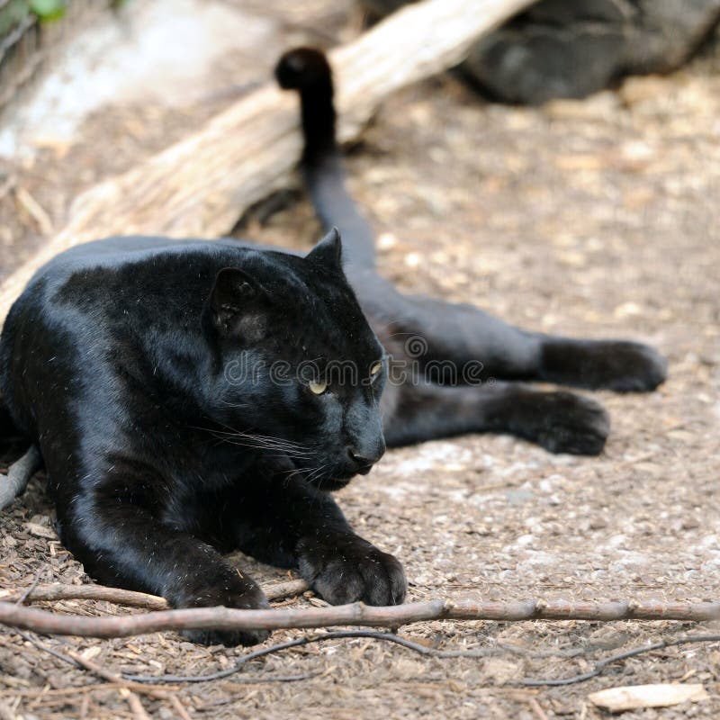 Black leopard stock photo. Image of feline, habitat, carnivore - 30231538