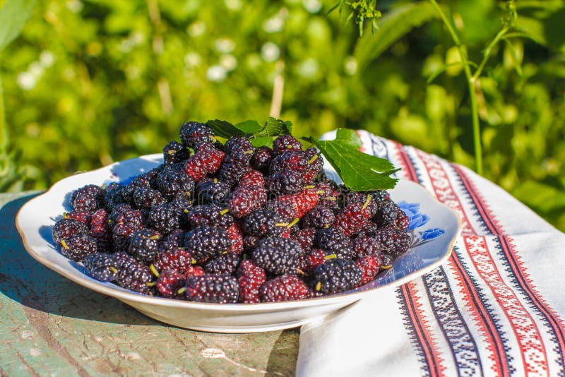 Wild black mulberry stock photo. Image of blue, board - 42745728