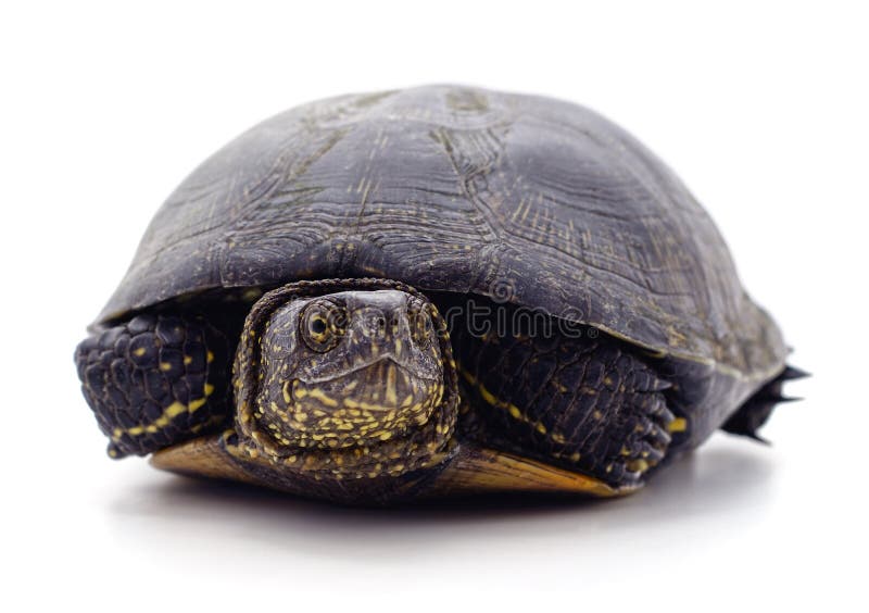 Wild black turtle stock photo. Image of nature, wildlife - 193175804