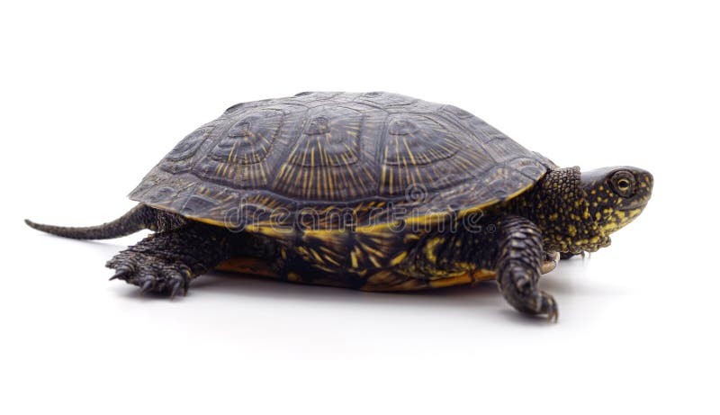 Wild black turtle stock photo. Image of reptile, aquatic - 169090602