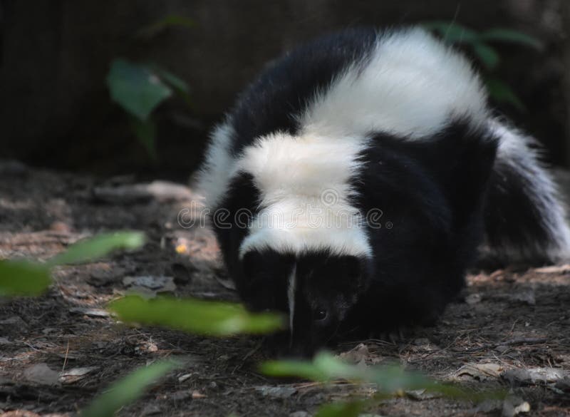 Wild Black and White Skunk with Lots of Fur Stock Photo - Image of ...