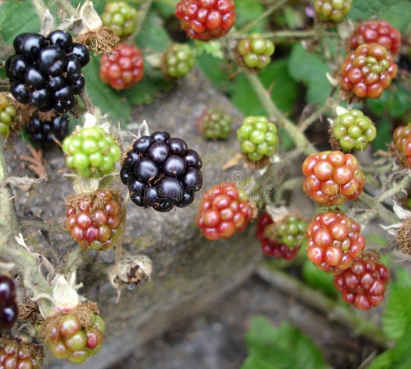 Wild Blackberries stock image. Image of ripe, fruit, nutrients - 191065