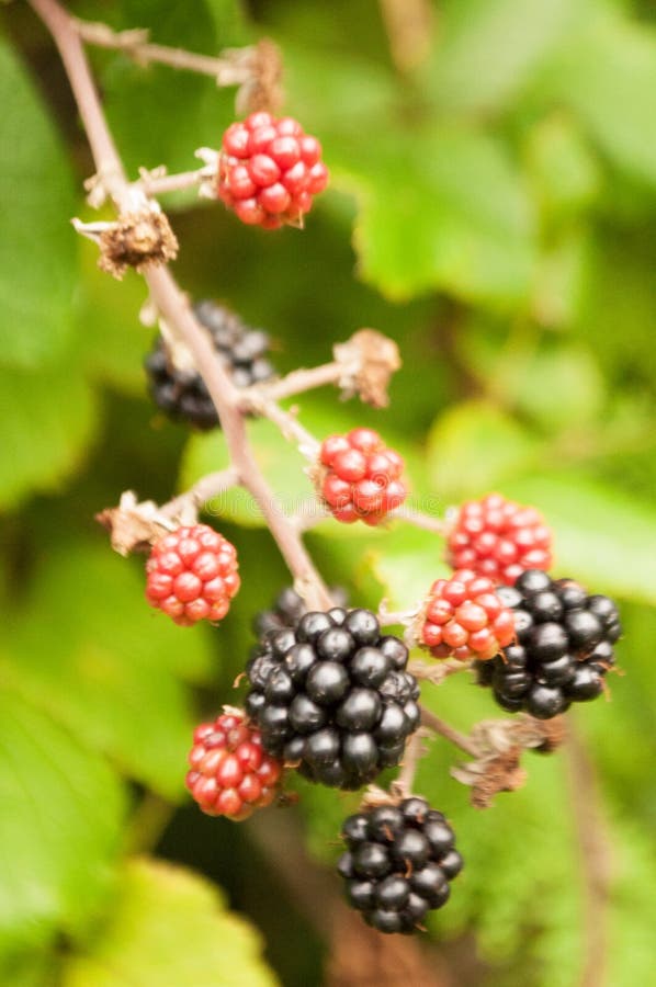 Wild Blackberries at Different Steps in the Ripening Process. Stock ...