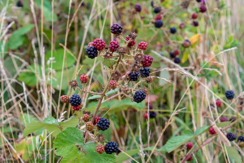 Wild Blackberries on a Bush Stock Photo - Image of bush, unripe: 123414236