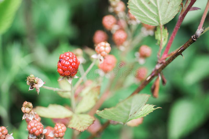 Wild Blackberries Not yet Ripe Stock Image - Image of garden, fields ...