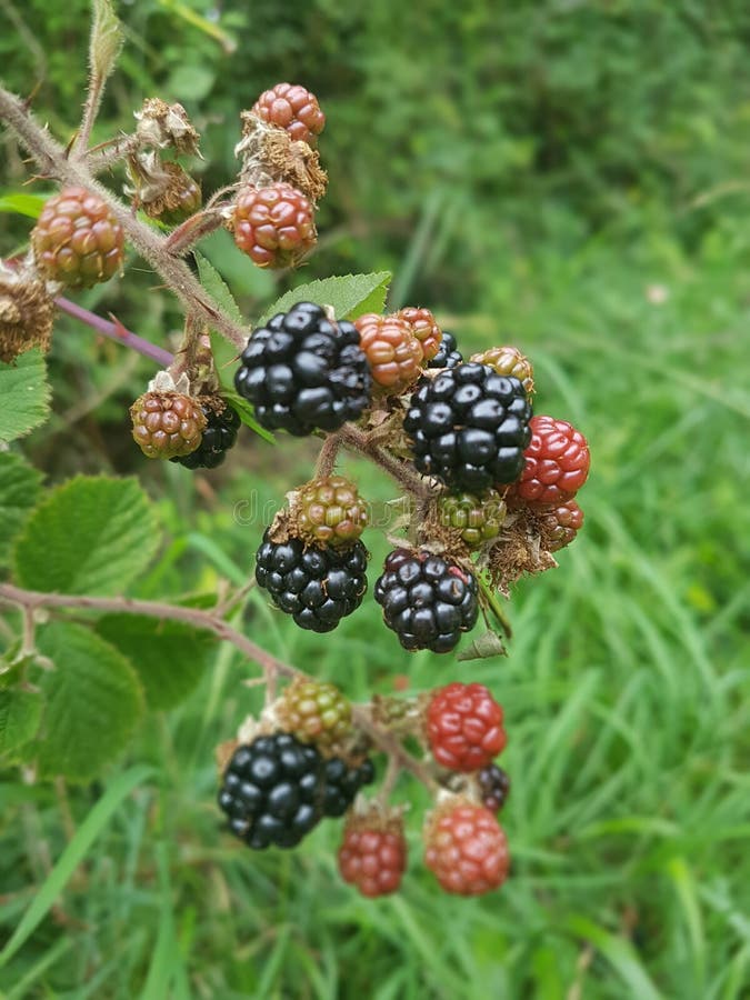 Wild Blackberries Stock Photos - Download 4,552 Royalty Free Photos