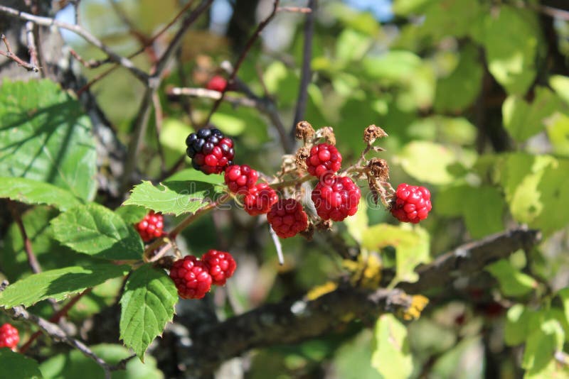 Wild Blackberries Start the Ripening Process Stock Photo - Image of ...