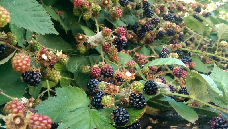 Wild blackberry brambles stock image. Image of early - 53158421