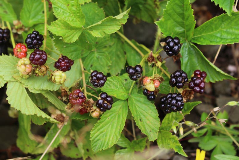 Blackberry Bush stock photo. Image of blackberry, berry - 95659634