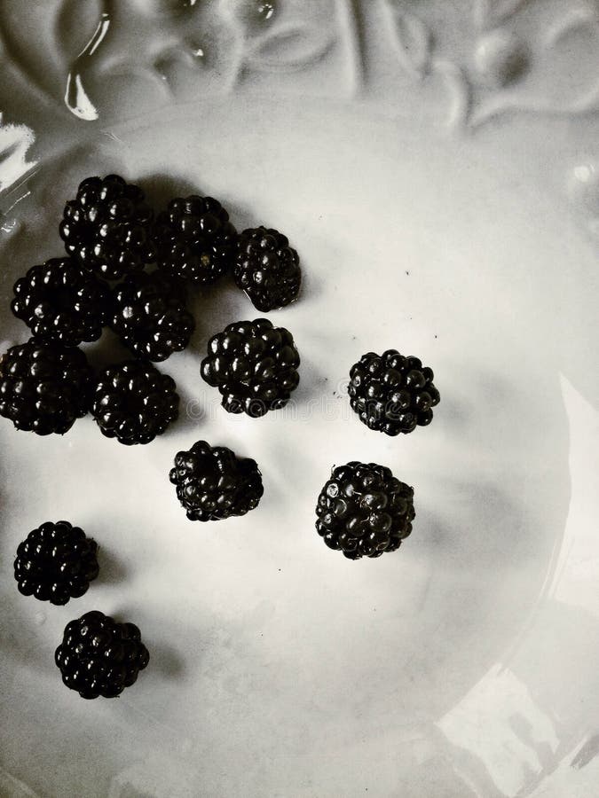 Wild blackberry brambles stock image. Image of early - 53158421