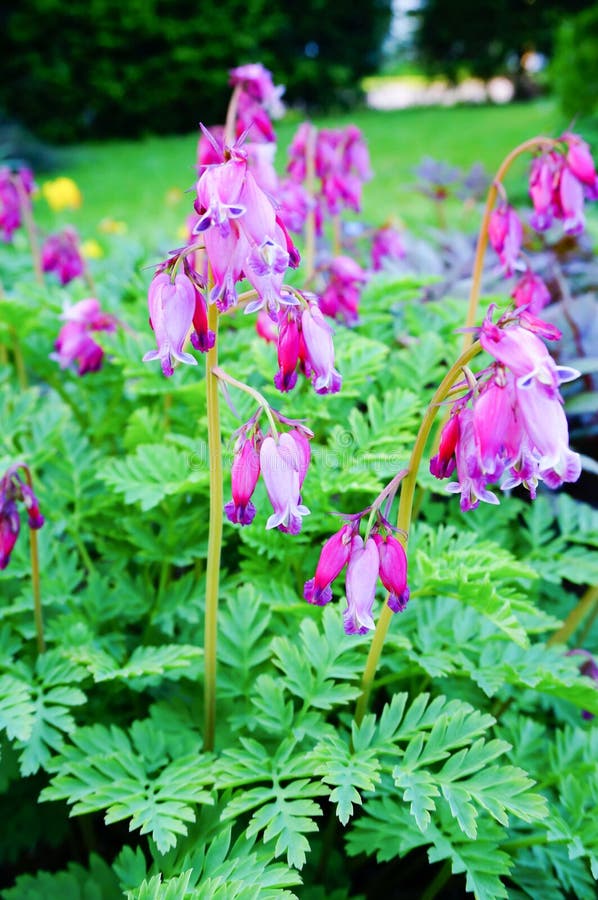Wild Bleeding-heart Dicentra Eximia Stock Image - Image of blossom ...