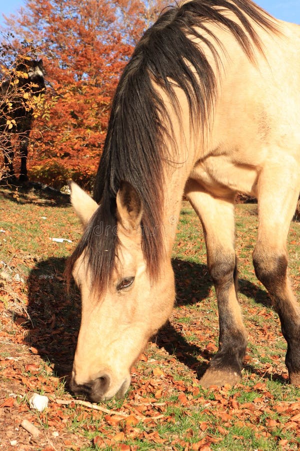 A Wild Blond Horse, with Its Dark Mane, Grazes the Grass Stock Image ...