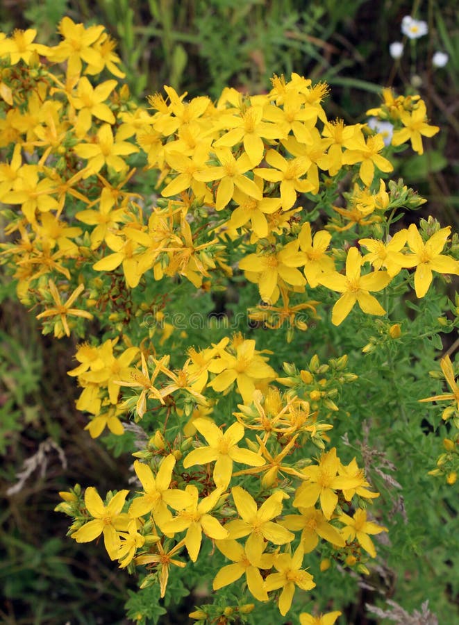 In the Wild Bloom Hypericum Perforatum Stock Photo - Image of flower ...