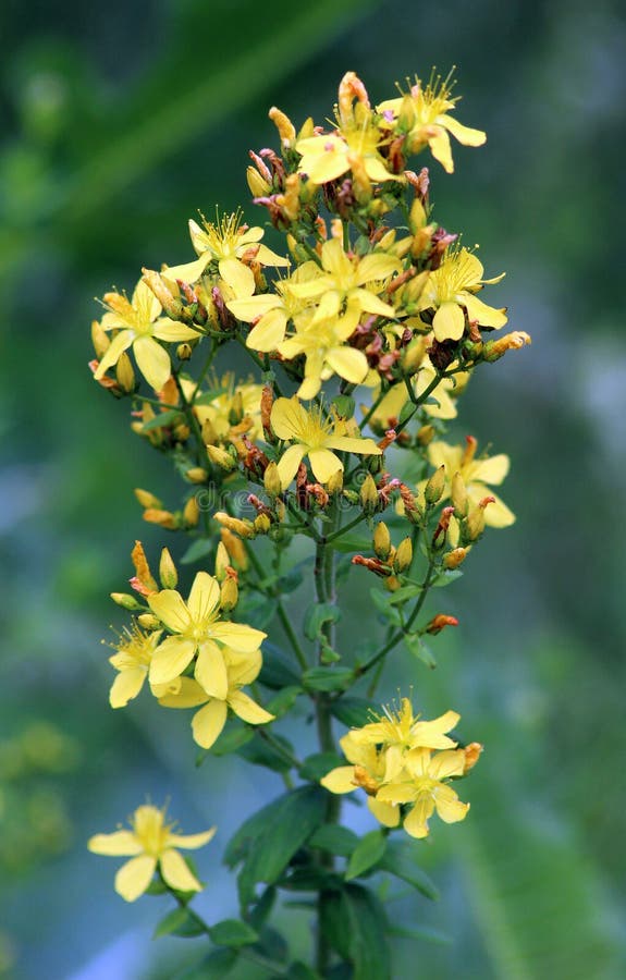 In the Wild Bloom Hypericum Perforatum Stock Image - Image of meadow ...