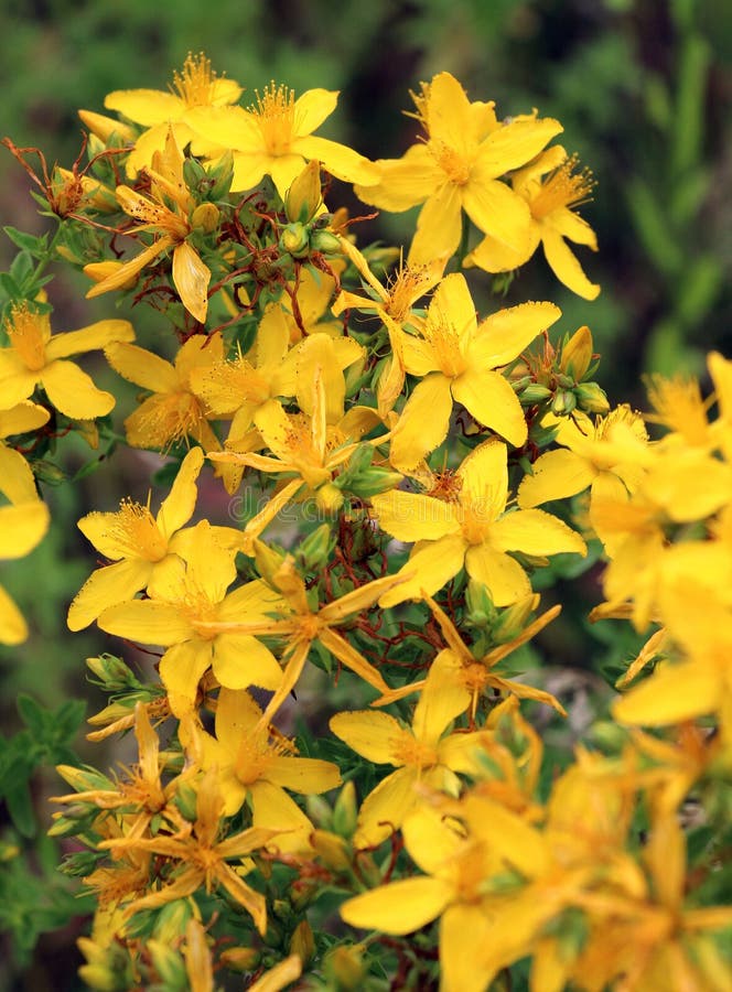 In the Wild Bloom Hypericum Perforatum Stock Photo - Image of hypericum ...