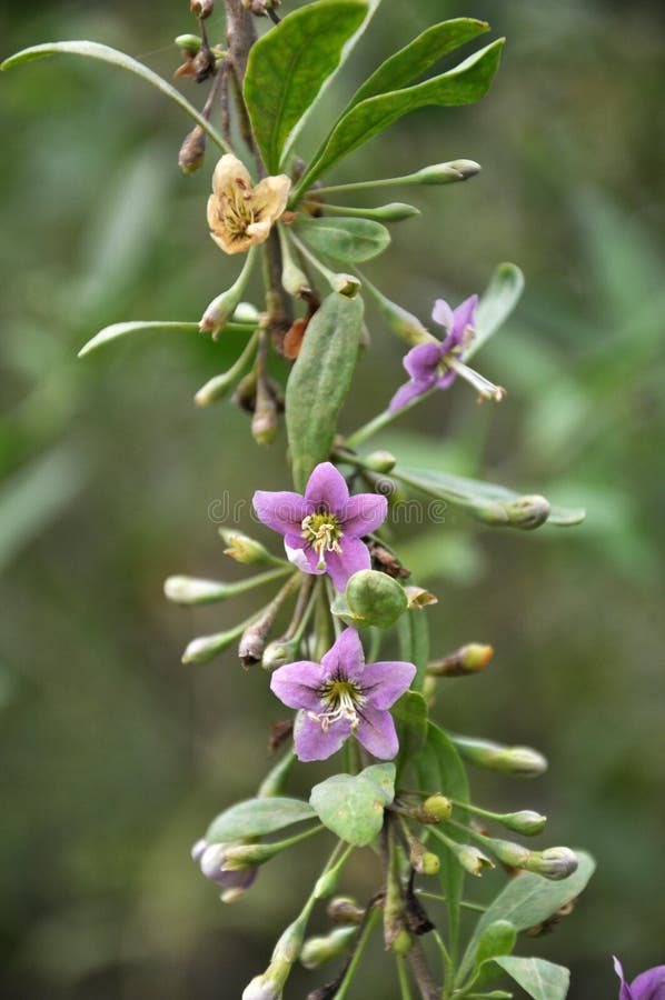 Flowering Lycium barbarum stock photo. Image of closeup - 139360738