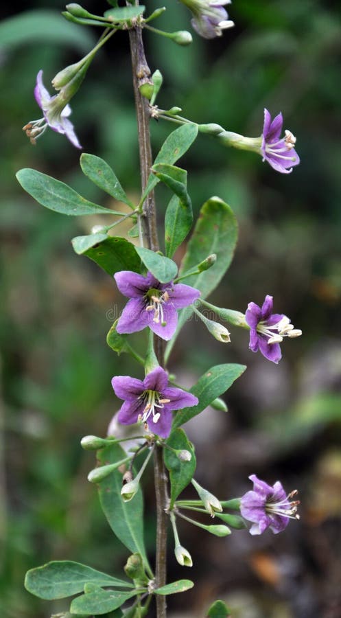 Flowering Lycium barbarum stock image. Image of flower - 139360743