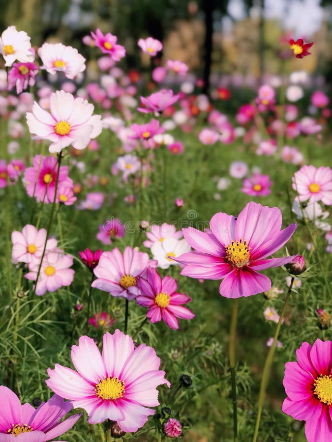 Wild bloom stock photo. Image of meadow, herb, daisy - 216816818