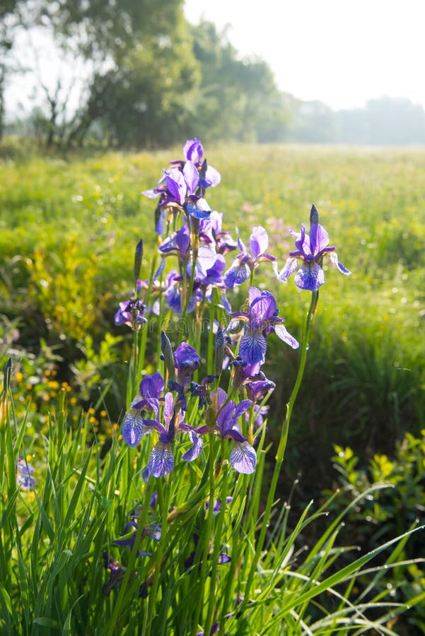 Wild Blooming Purple Iris in Spring Stock Photo - Image of field, flora ...